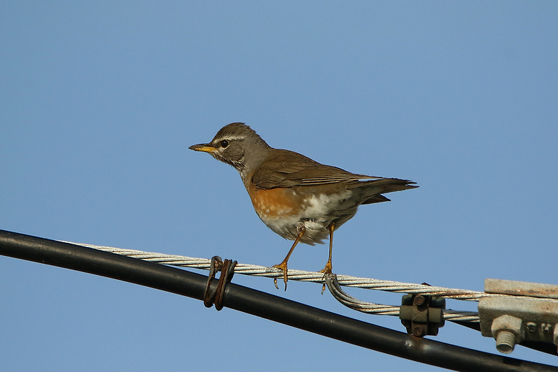 흰눈썹붉은배지빠귀 [Eyebrowed Thrush]