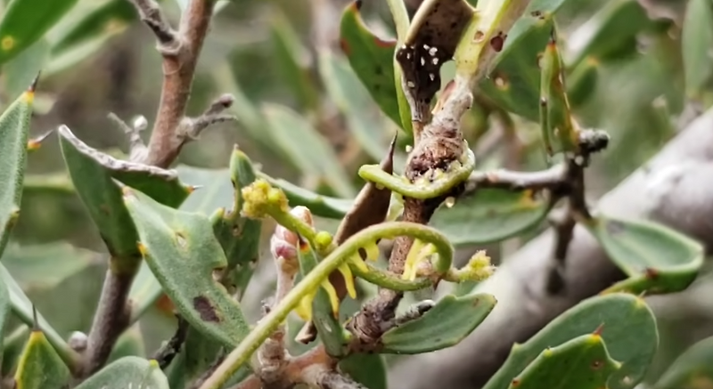 Cassytha sp. :: 닥마들