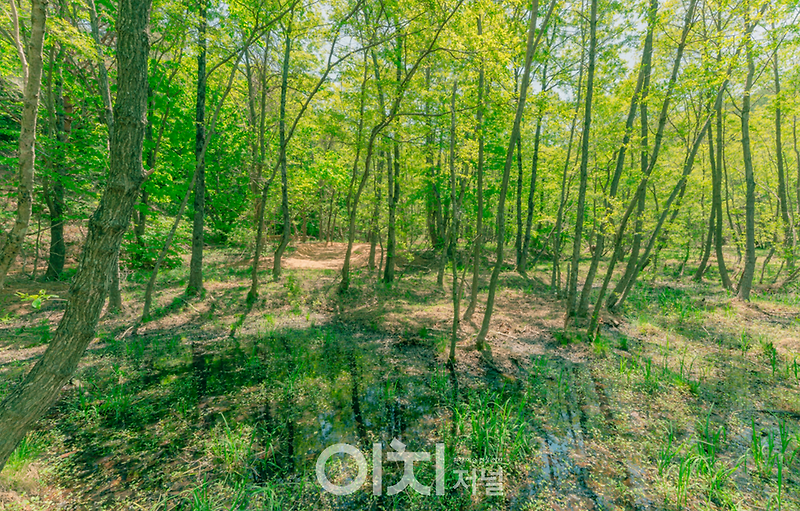 멸종위기종 서식지, 영양 장구메기습지 국가 습지보호지역 지정