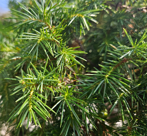 노간주나무 (Needle juniper)