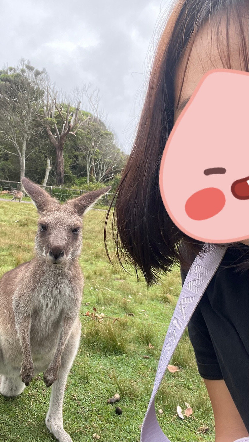 호주 저비스베이(Jervis Bay)여행 부데리국립공원 (Booderee National Park)에서 캥거루와 셀카찍기
