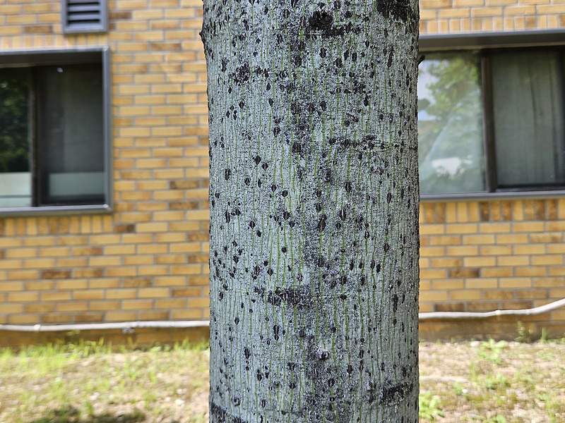 벽오동나무 (Japanese varnish tree)