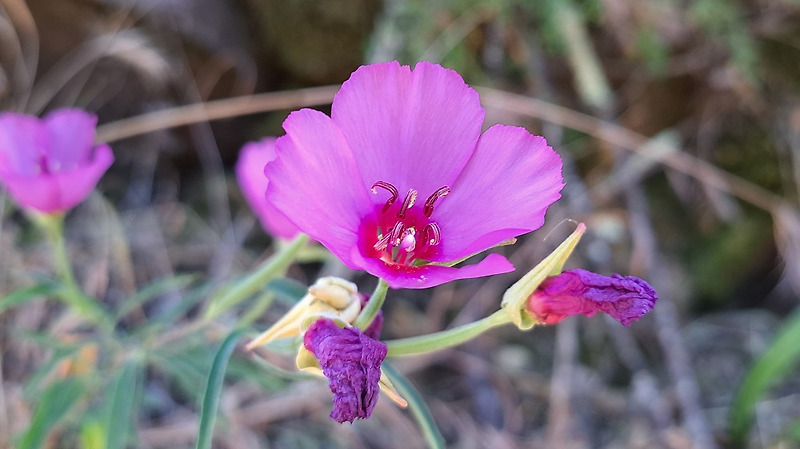 A Little Peace-Nicole Flieg