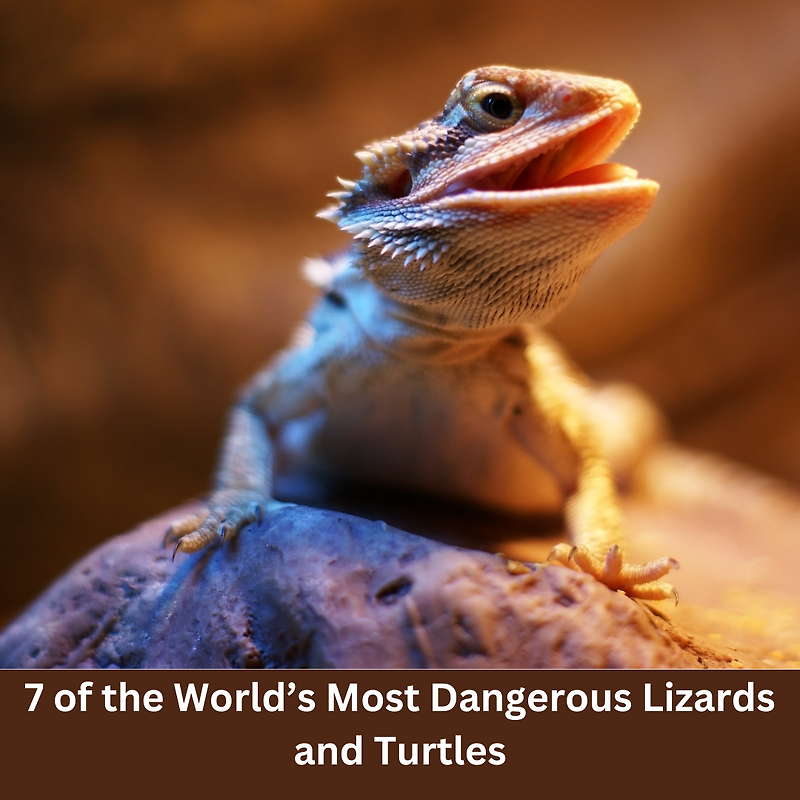 7 of the World’s Most Dangerous Lizards and Turtles
