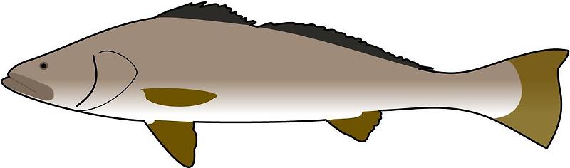 토토아바(Totoaba)