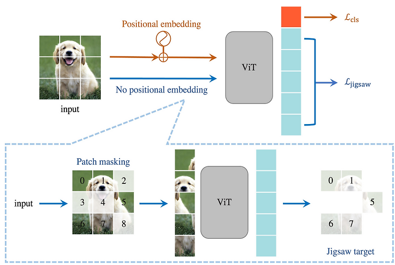 Jigsaw-ViT : Learning Jigsaw Puzzles in Vision Transformer