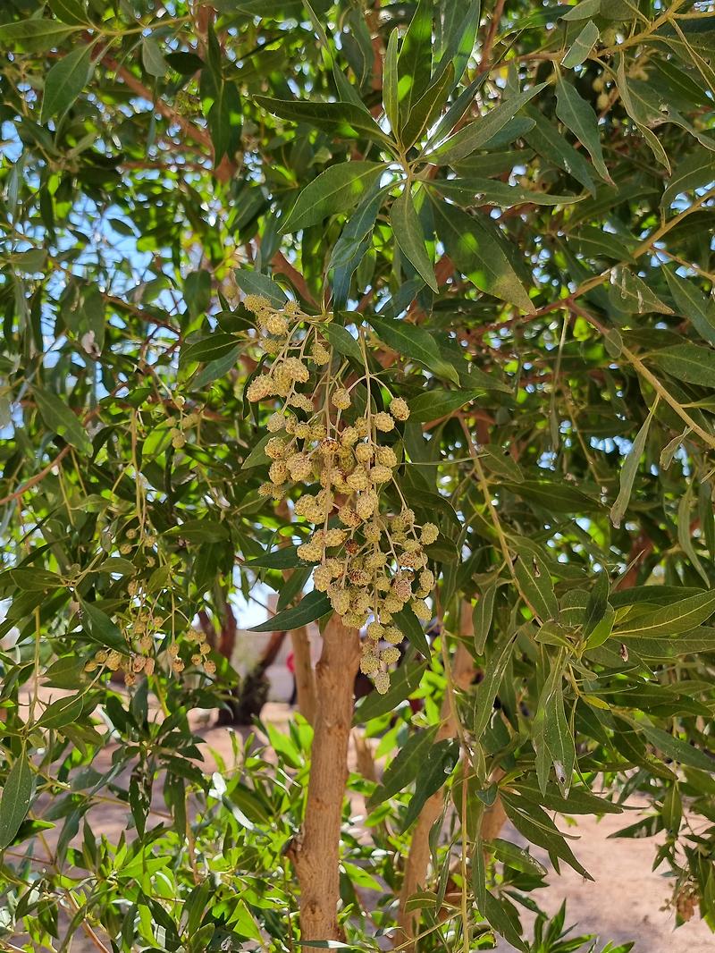 Conocarpus erectus (20241128)