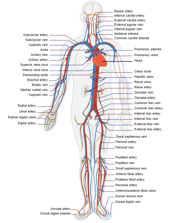 혈액순환장애의 원인(Causes of blood circulation disorder) - 1