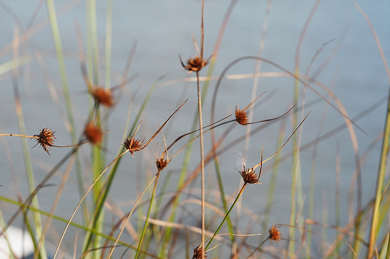 붉은골풀아재비(사초과 골풀아재비속) Rhynchospora rubra (Lour.) Makino