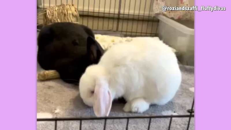 11 Signs Your Rabbit is UNHAPPY! (and What to do about it!)