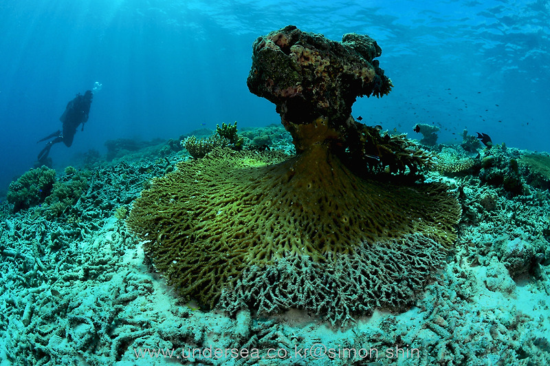 Destroyed coral around Mataking, Malaysia