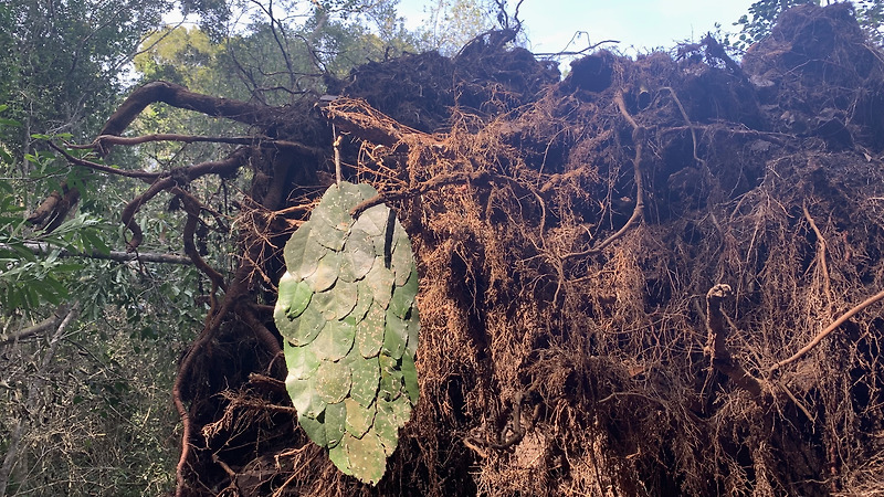 Leli Hoch, The cave of the Sybil, Autumn 2024, Plettenberg Bay, South ...