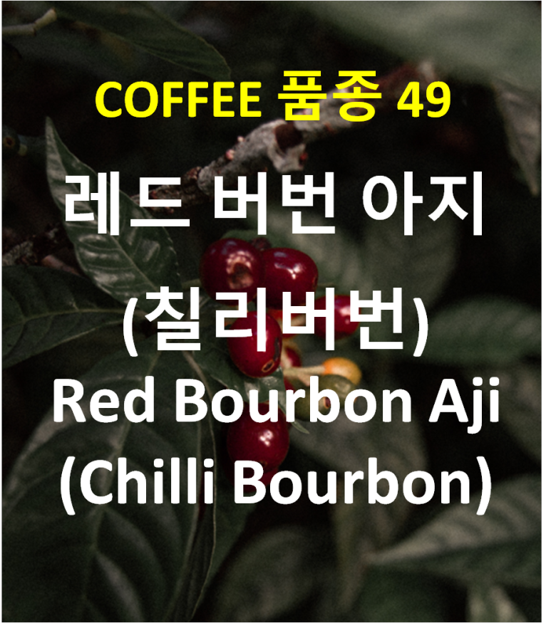 매콤한 향과 독특한 풍미. 레드 버번 아지(Red Bourbon Aji).