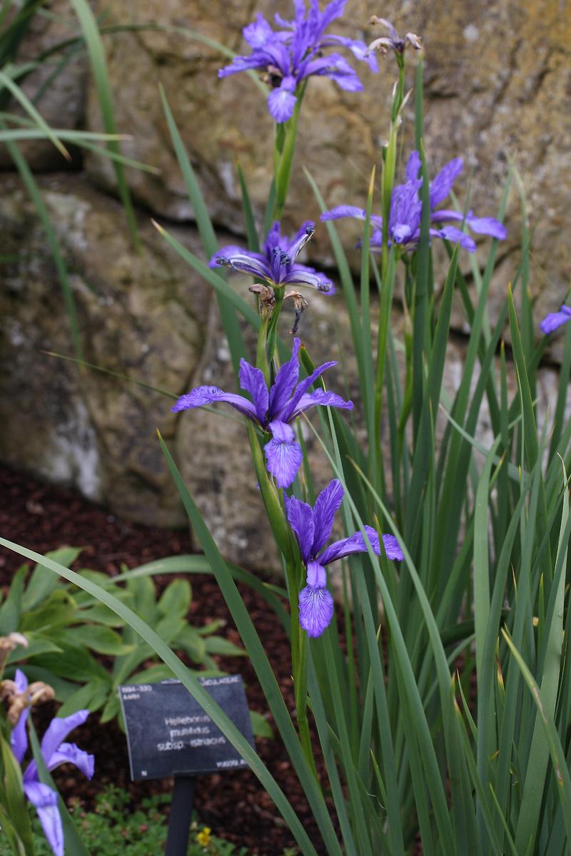 Iris spuria subsp. notha (20120622)