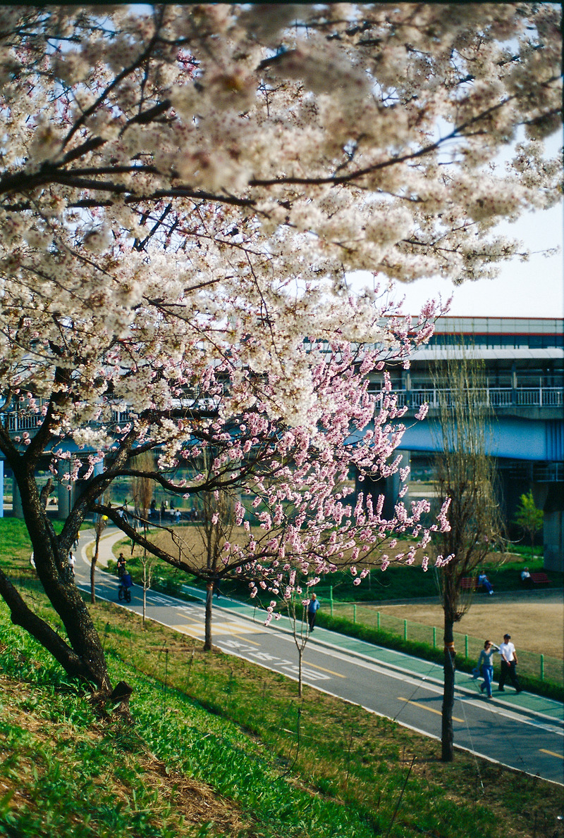 e100d 슬라이드 필름으로 담아온 구일역 안양천 벚꽃 출사지