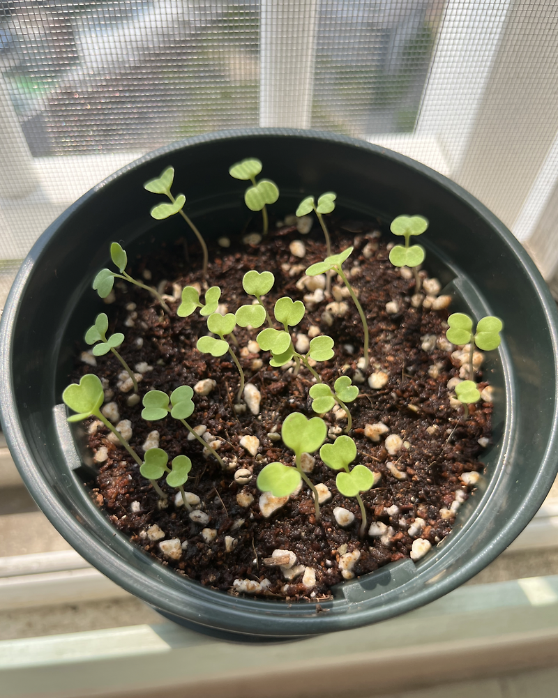 오늘의 가든 루꼴라 재배키트 1주차 성장기 0521 ~ 0527