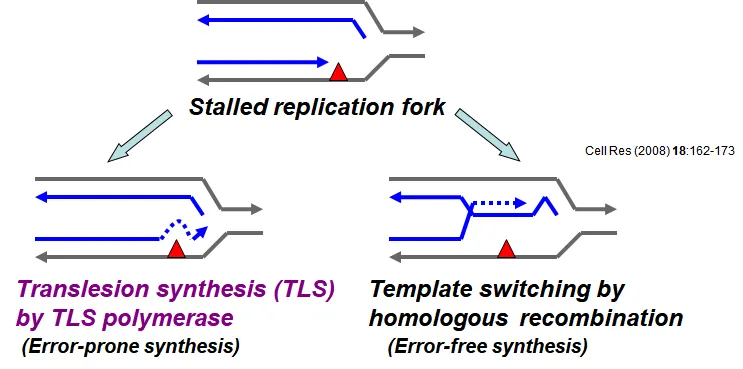 [분자생물학] 21.3 : translesion