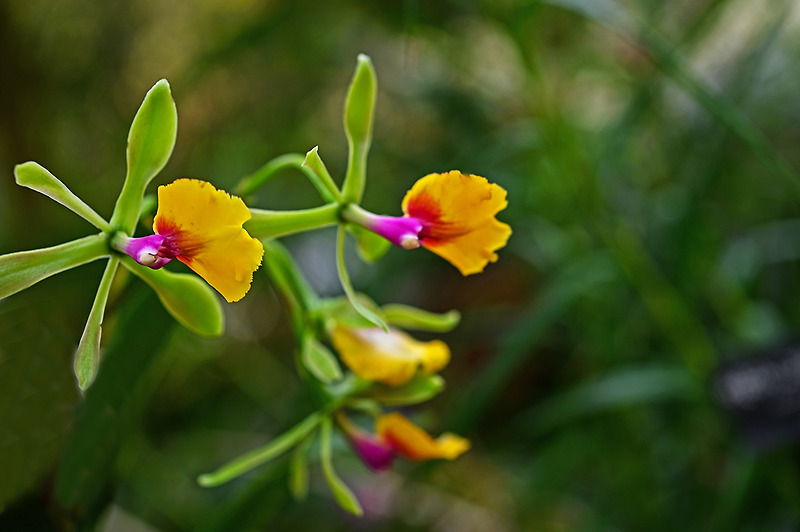 에피카틀레아(Epicattleya Rene Marques 'Flame Thrower')-난초과