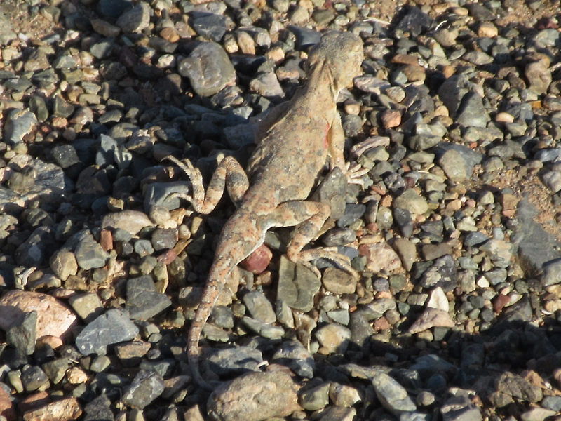 Phrynocephalus versicolor (아가마과 Family Agamidae)