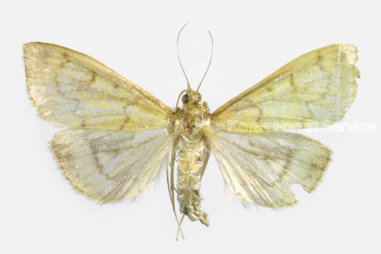 [곤충][나비목][풀명나방과] 연검은들명나방