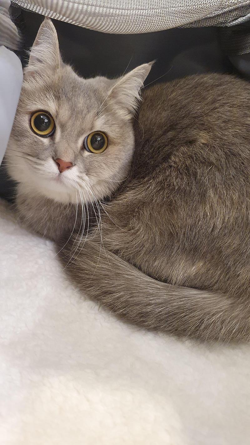 [논문 리뷰] Flamingo: a Visual Language Model for Few-Shot Learning