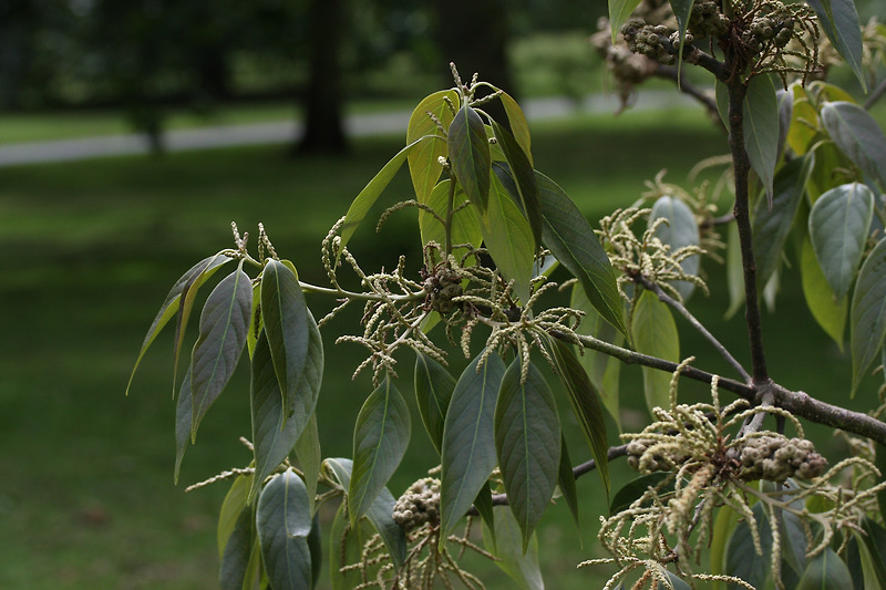Lithocarpus dealbatus (20120622)