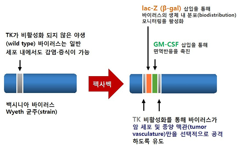 신라젠 주가전망 및 배당금 - 항암 바이러스 면역치료제/펙사벡(Pexa-Vec)