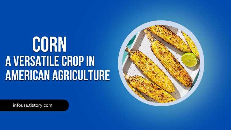 Corn A Versatile Crop in American Agriculture