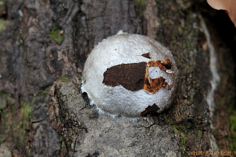 '달의 똥', 이리장내먼지 Enteridium lycoperdon(Reticularia lycoperdon)