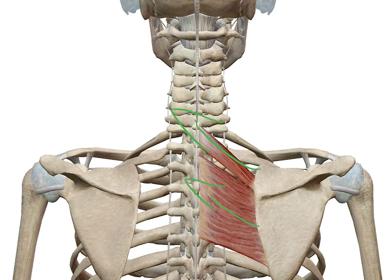 13. 능형근(Rhomboides) [알면 이득 모르면 손해]