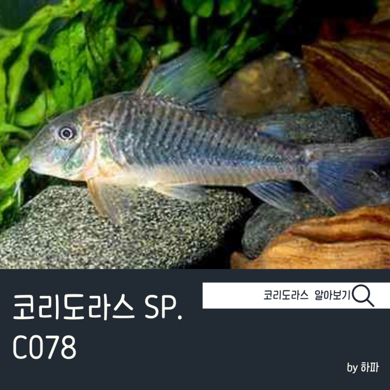 코리도라스 C078 Corydoras C078