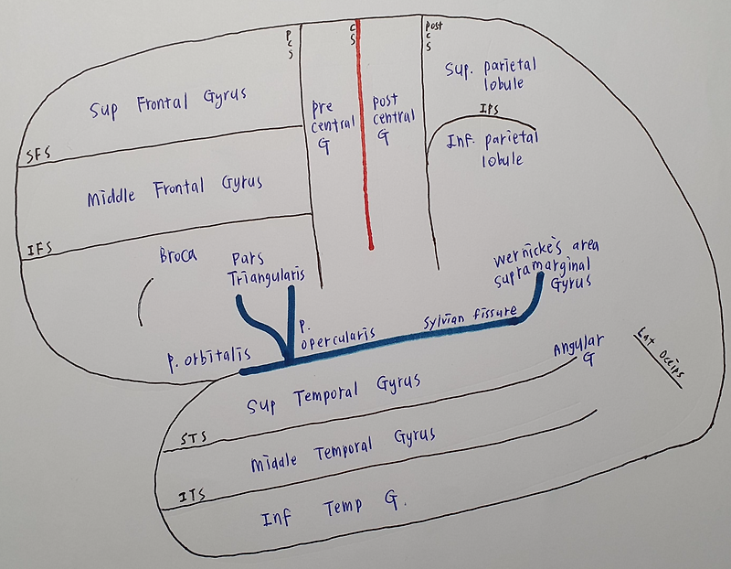 Basic brain anatomy: 뇌의 기초 해부학