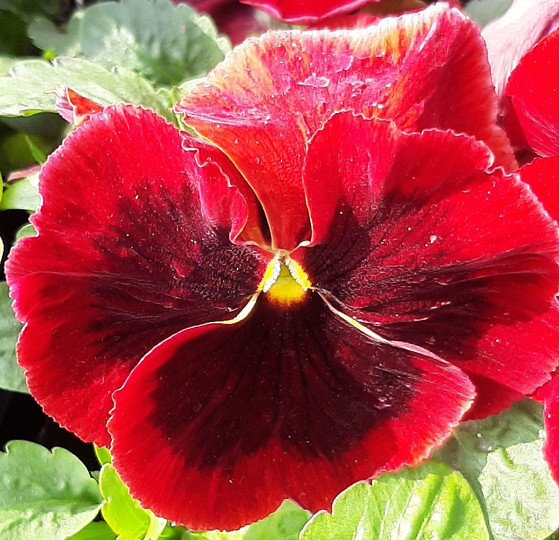 Viola × wittrockiana Penny™ Red Blotch :: 닥마들
