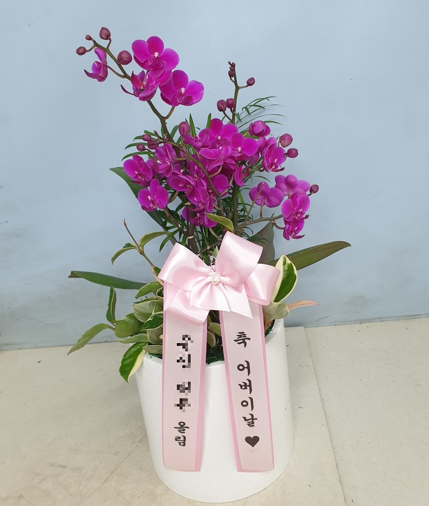 서울 용산구 이촌동 서양란 만천홍 배송