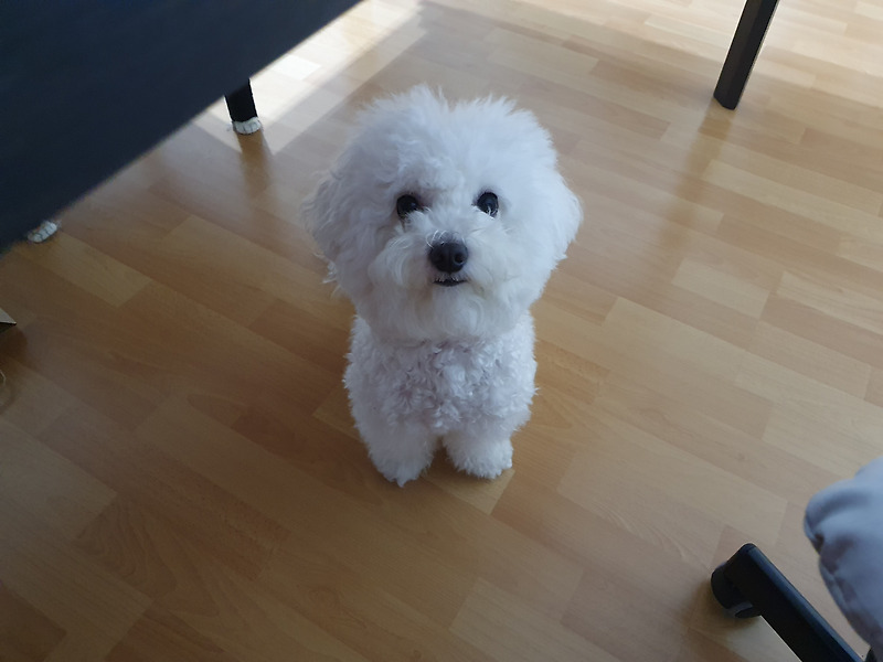 [Python] ValueError: If using all scalar values, you must pass an index