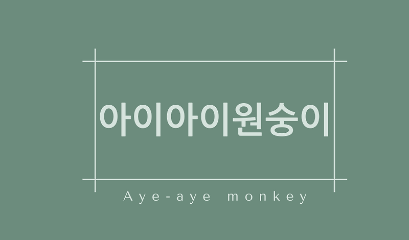 아이아이원숭이(Aye-aye monkey)특징,서식지,종류,천적,수명,몸무게,꿈해몽