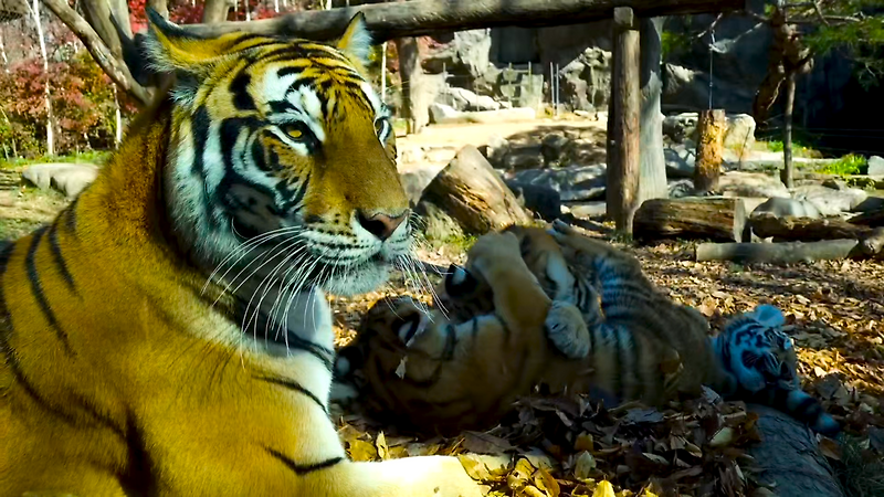 오둥이는 낙엽에 진심인 편?! | 에버랜드 #타이거밸리 (Everland Tiger Valley)