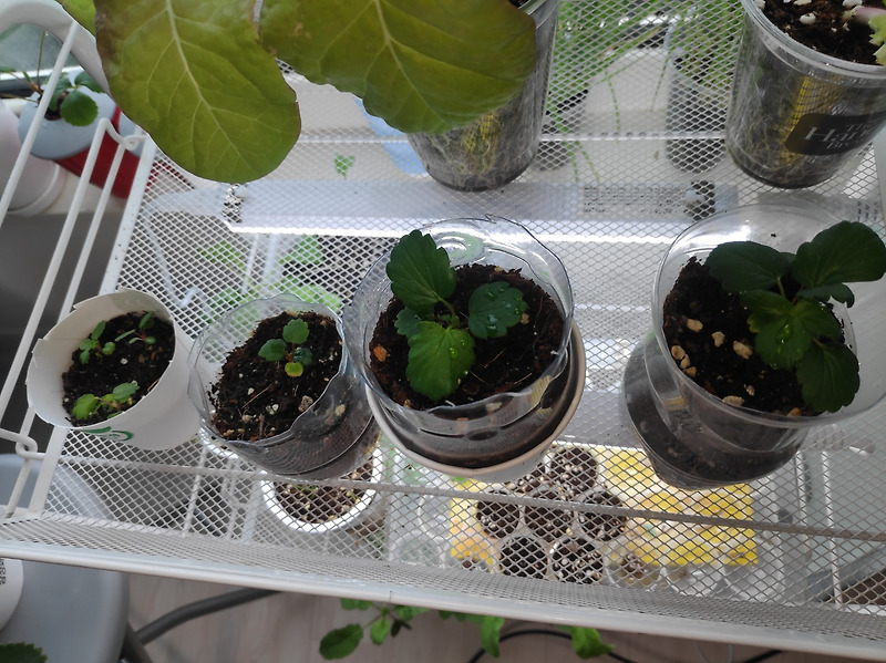 씨앗부터 기른 딸기 모종, 수경재배로 옮겨 기르기