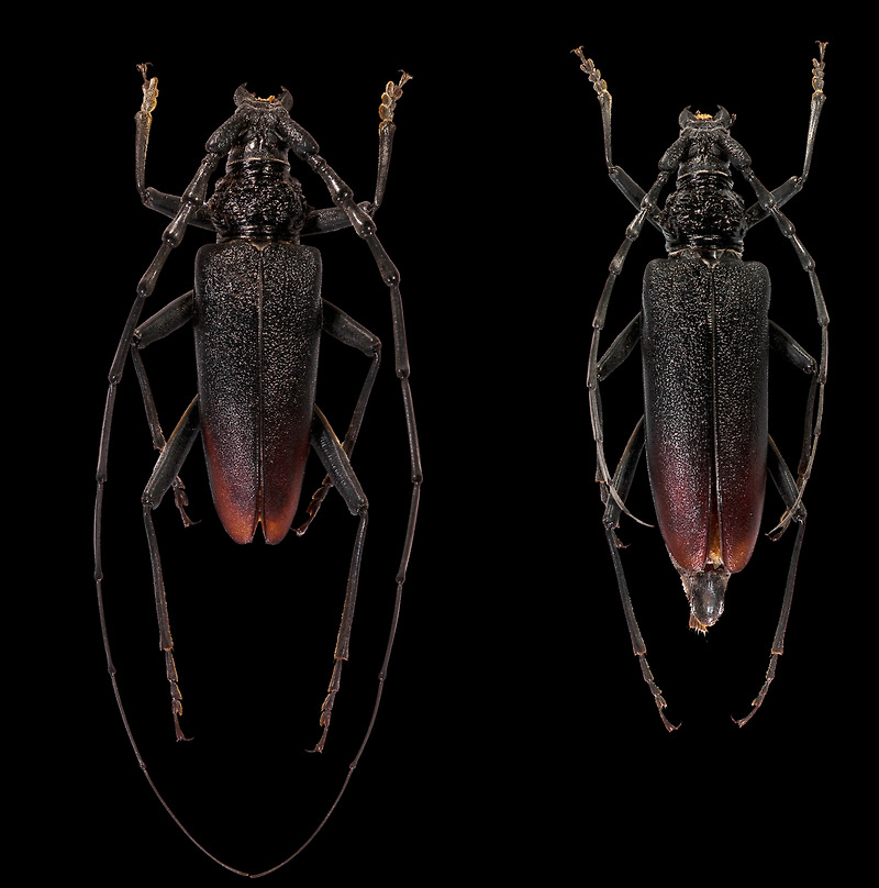 [곤충 백과] 큰수염하늘소 Cerambyx cerdo