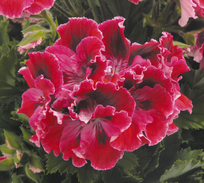 리갈 썬 라이즈 regal sun rise 꽃말 및 개화 시기 번식 키우는 방법