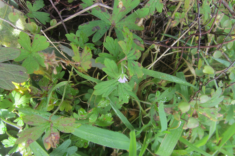 Geranium gardneri De Lange 뉴질랜드 야생화
