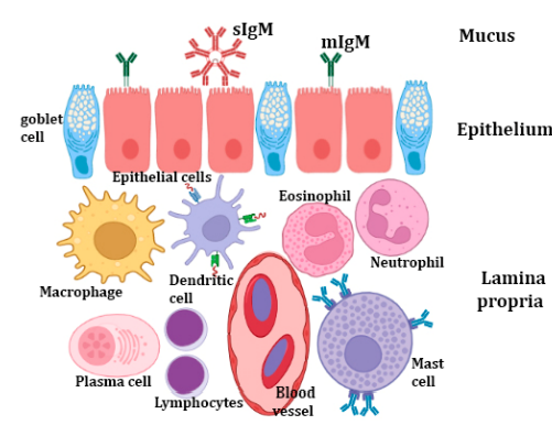 Main Components of Fish Immunity - 5. Mucosal Barriers