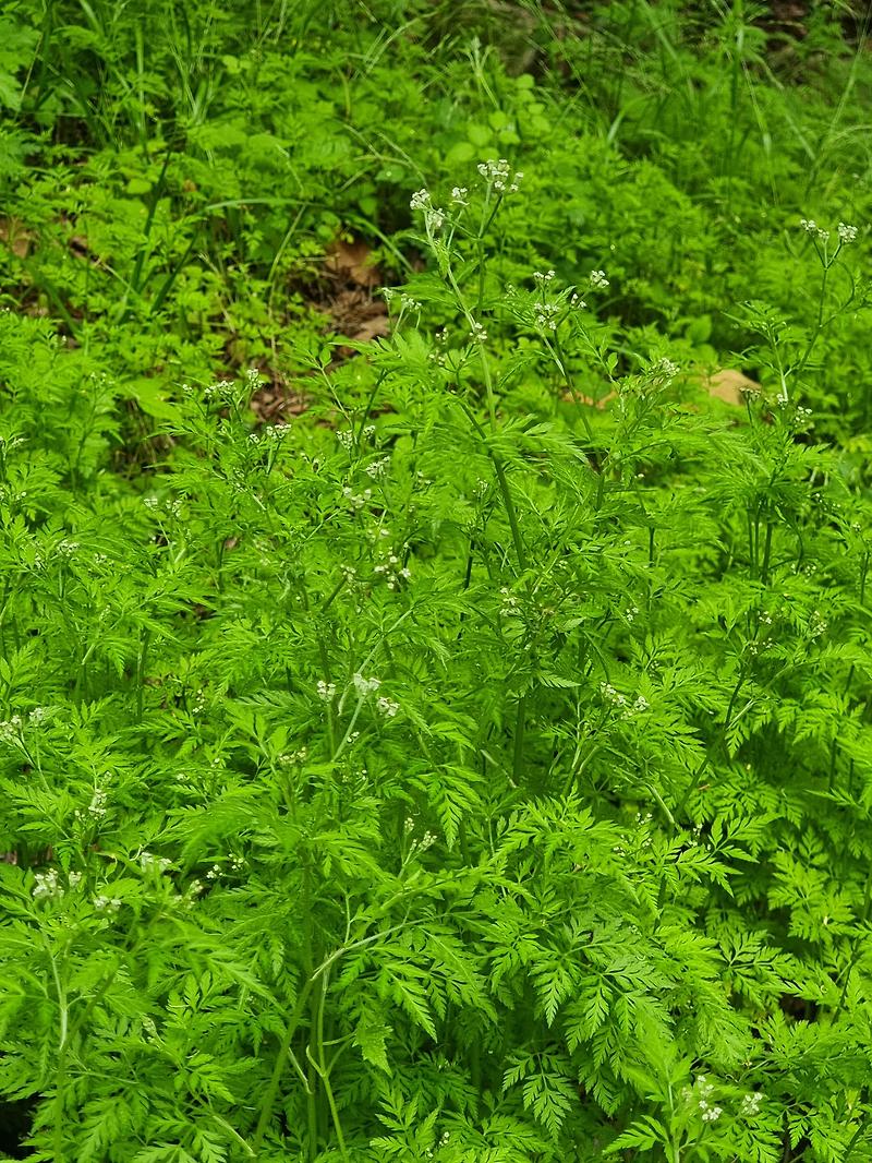 큰사상자(20250519)