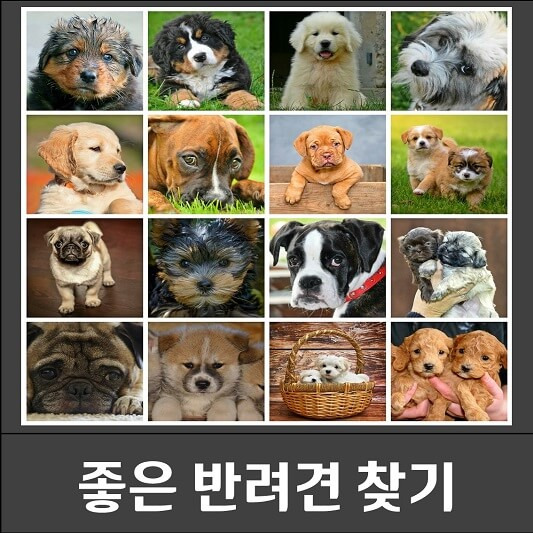 강아지 종류와 특성을 알고 입양하세요 소형 중형 대형 강아지 종류
