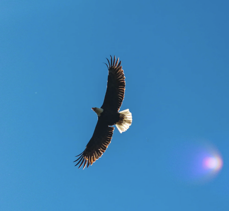 미국 주식 전망 | 미 연준 금리 인상 전망 날짜 | 베이지 북 | 75bp 금리 인상 가능성 | 라엘 브레이너드 | 연준 부의장 | FOMC 9월 20일 21일