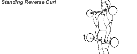 10 . 스탠딩 리버스 컬(Standing Reverse Curl)
