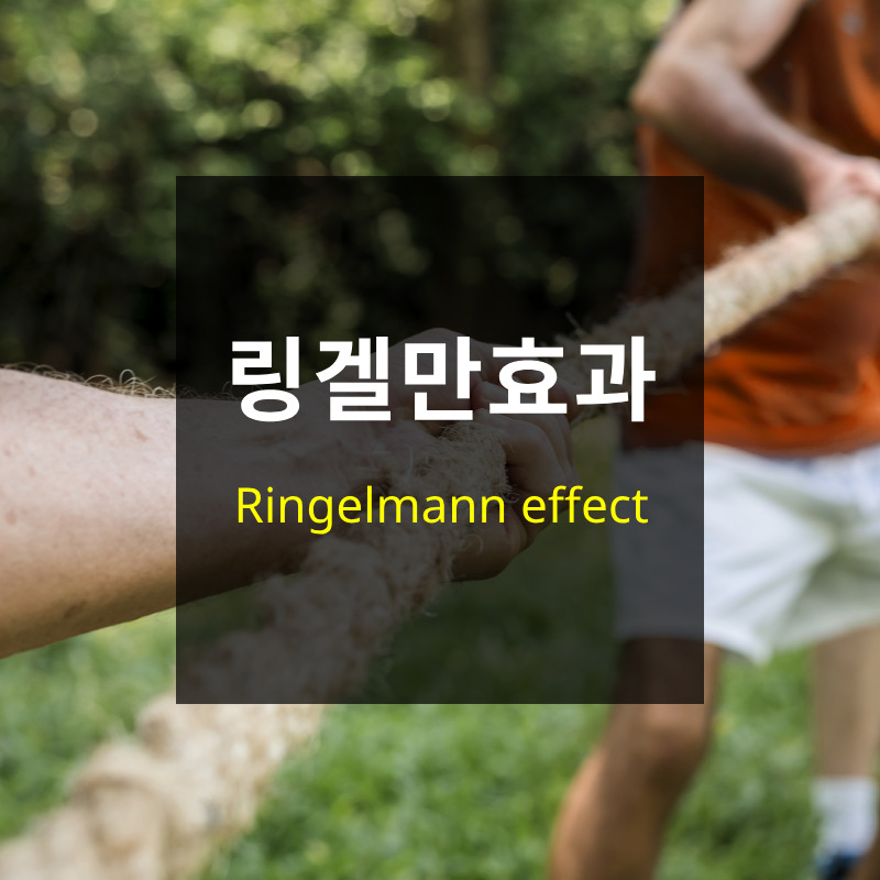 [심리용어] 링겔만 효과(Ringelmann effect)란 무엇일까요?