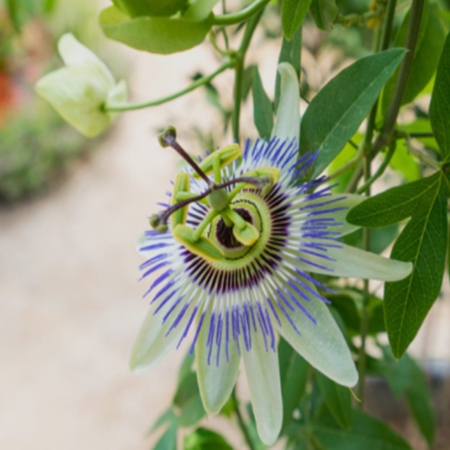 패션플라워 시계꽃