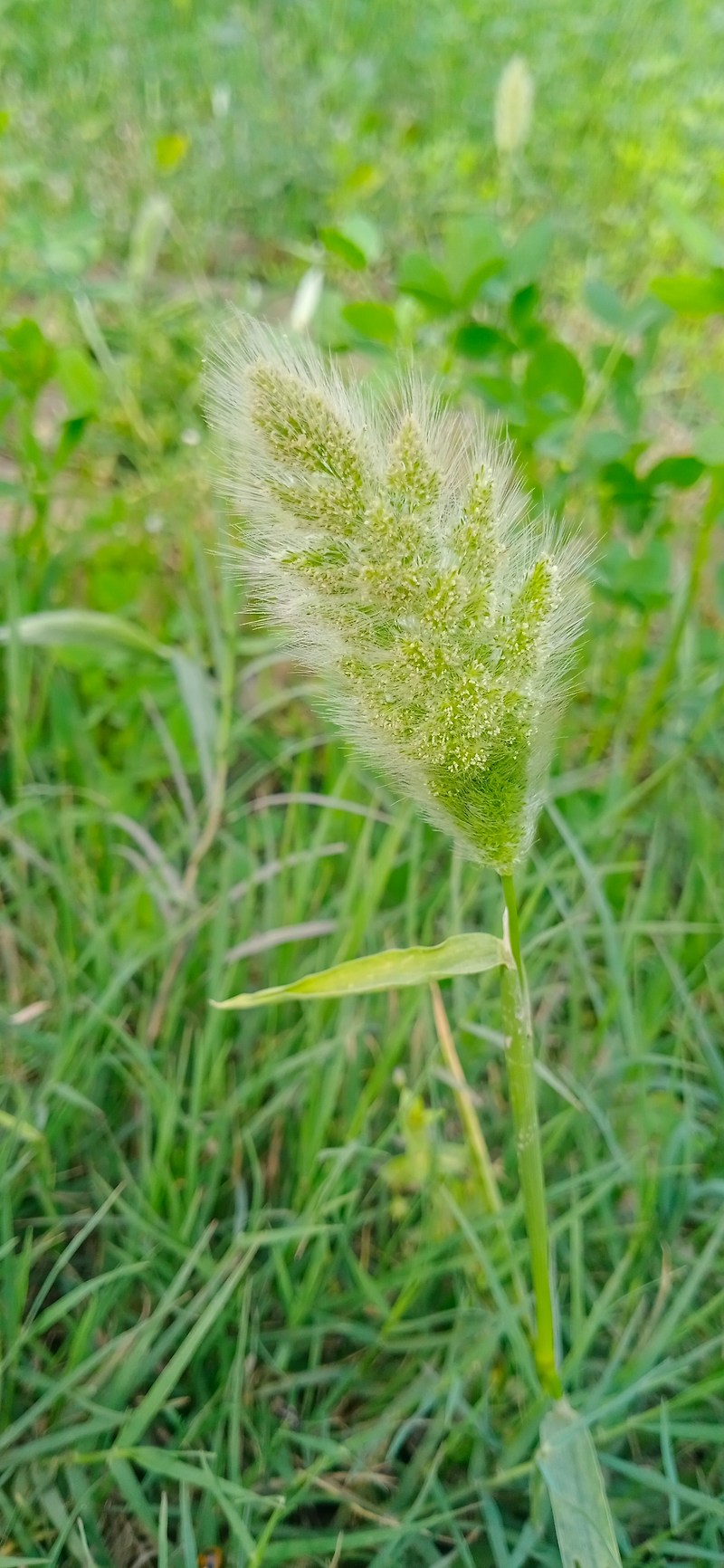 🌾 The Mighty Millet: A Small Grain with Big Health Benefits