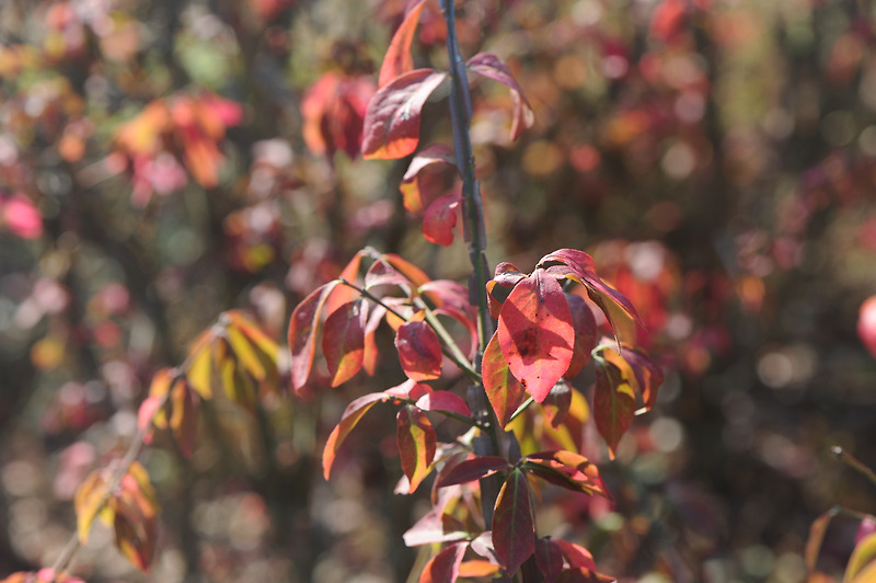 화살나무 Wind spindle Tree